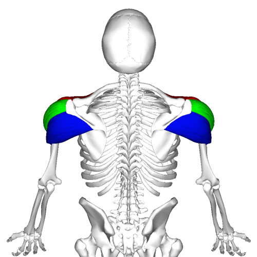 deltoid muscle anatomy - ModernHeal.com