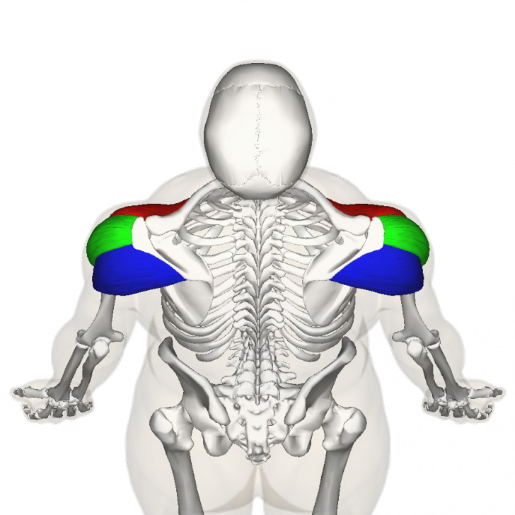 deltoid muscle diagram - ModernHeal.com