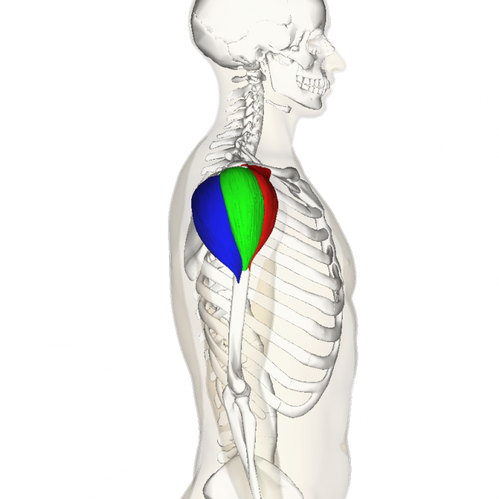 deltoid muscle exercises - ModernHeal.com