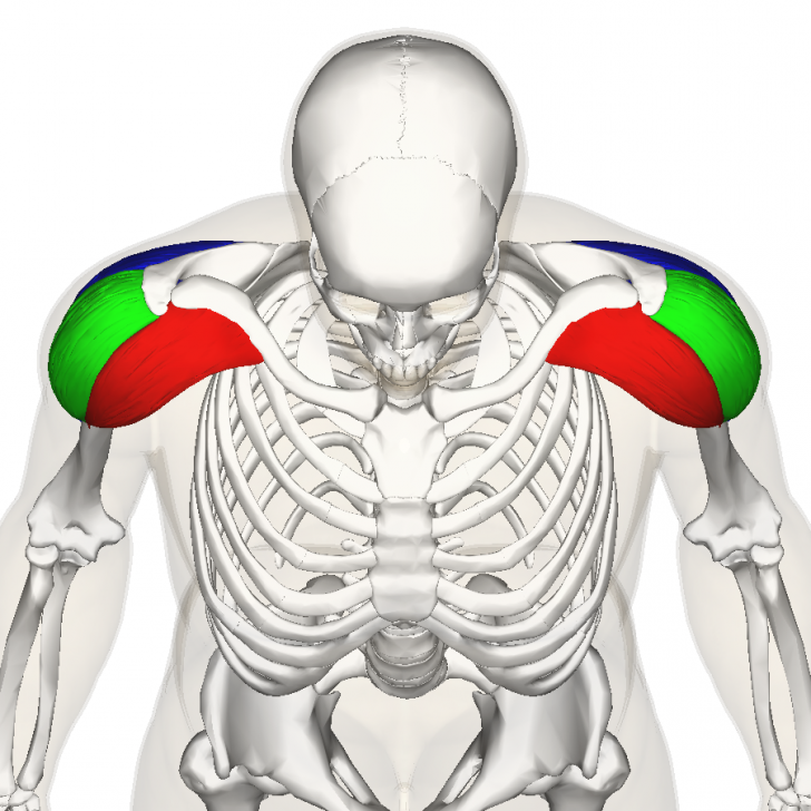 deltoid muscle workout - ModernHeal.com
