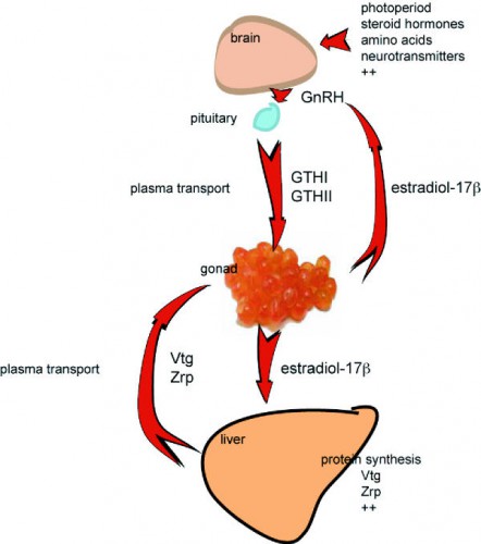 endocrine system blank - ModernHeal.com