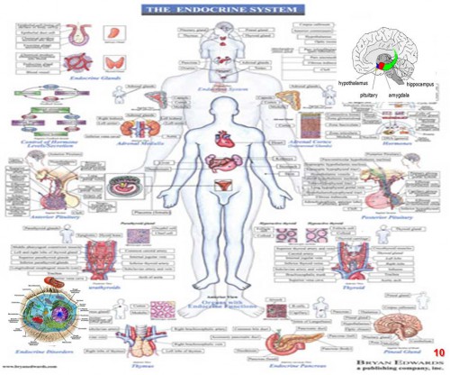 endocrine system body map - ModernHeal.com