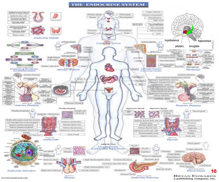 endocrine system body map - ModernHeal.com
