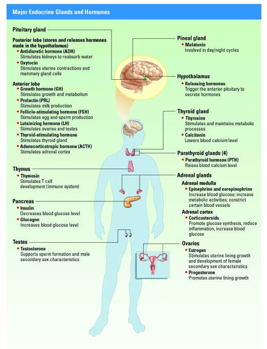 Endocrine System Brain ModernHeal