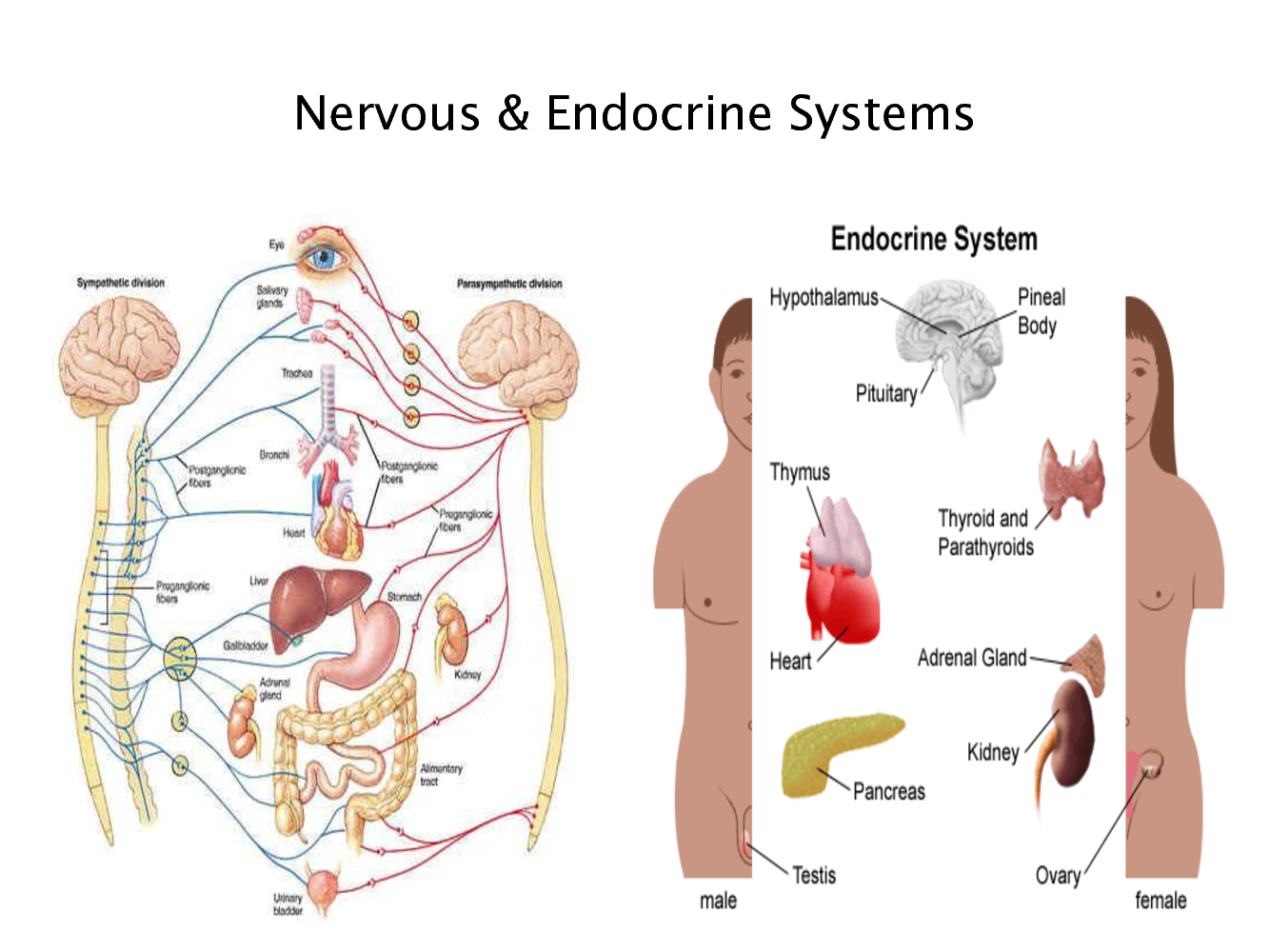Endocrine System Diagram For Kids ModernHeal