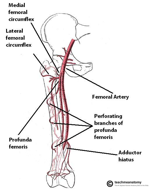 Femoral Artery Diagram ModernHeal Femoral Artery Diagram ModernHeal