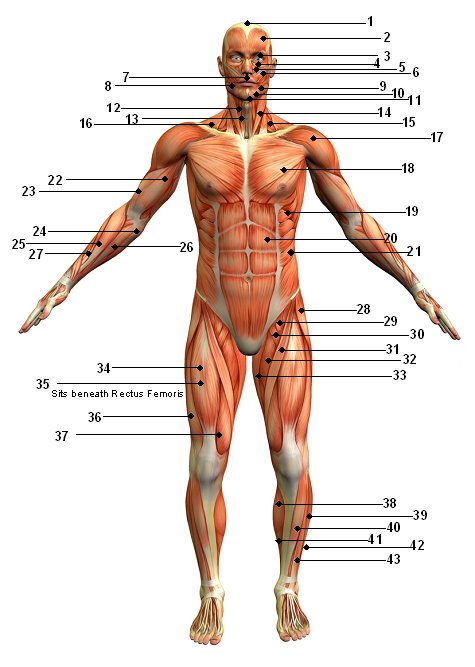 Human Body Systems And Their Functions Chart ModernHeal