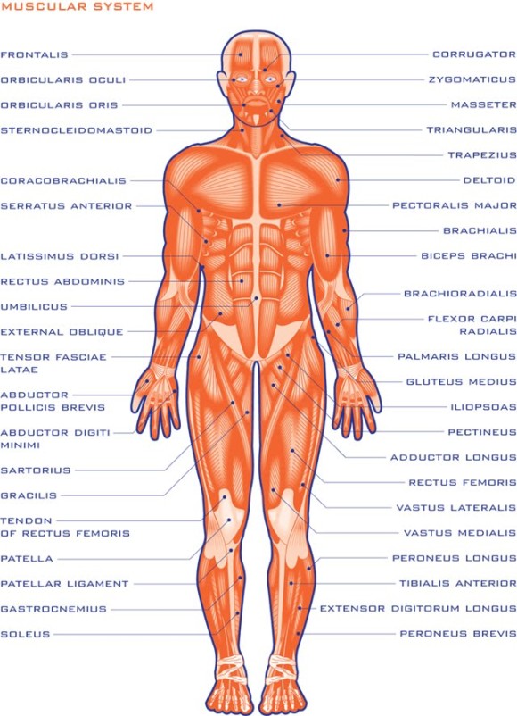 Human Body Systems Brainpop ModernHeal
