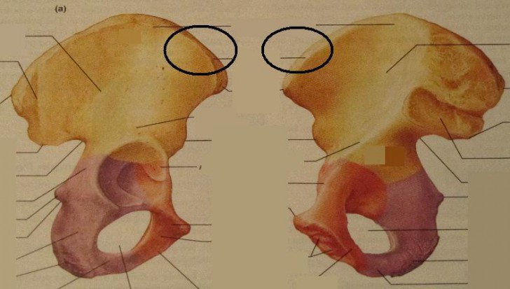 iliac crest stretch - ModernHeal.com