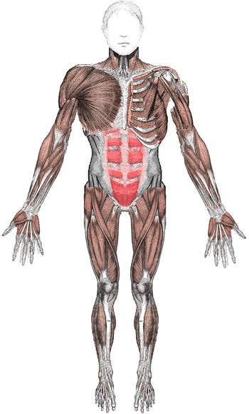 Muscular System Blank Diagram ModernHeal Muscular System Blank Diagram ModernHeal