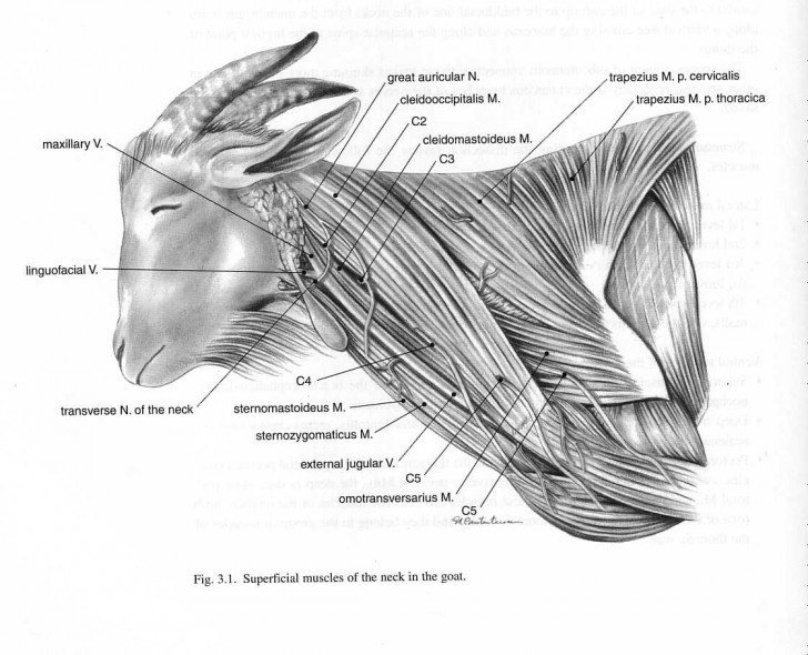 neck muscles and nerves - ModernHeal.com