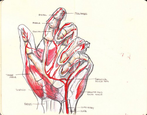 picture of anatomy of a left hand - ModernHeal.com