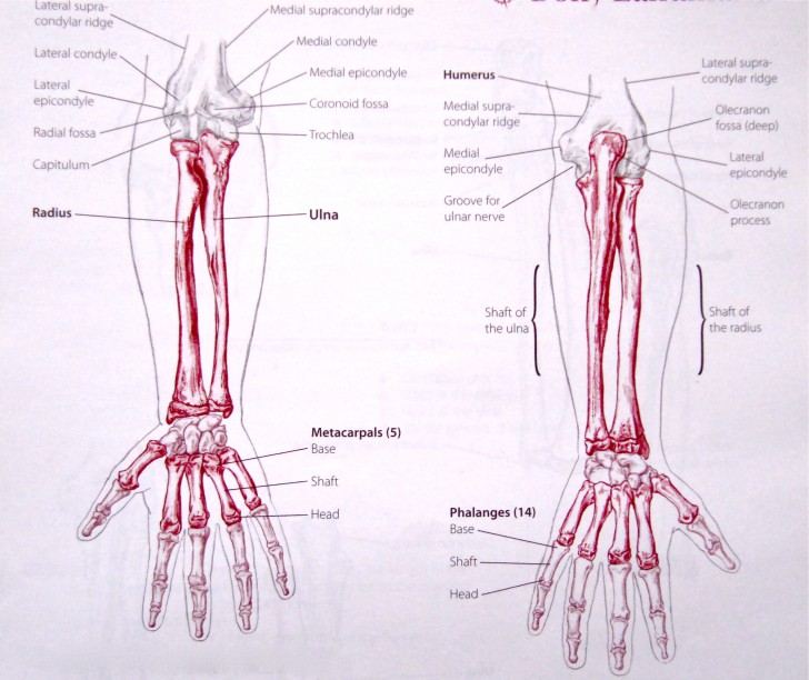 picture of anatomy of left hand - ModernHeal.com