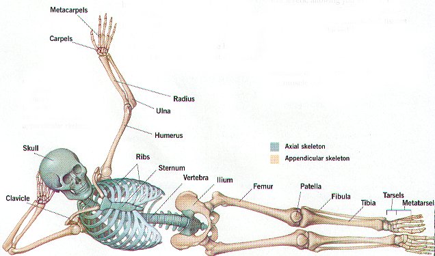 Skeletal System Definition ModernHeal Skeletal System Definition ModernHeal