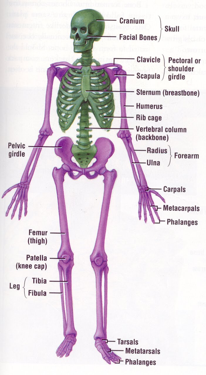 Skeletal System Diagram ModernHeal