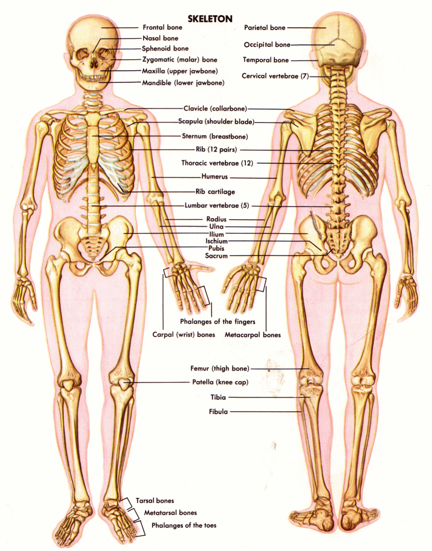 Skeletal System Facts ModernHeal