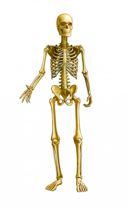 skeletal system for kids - ModernHeal.com