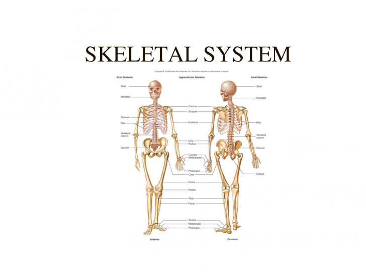 Skeletal System Functions
