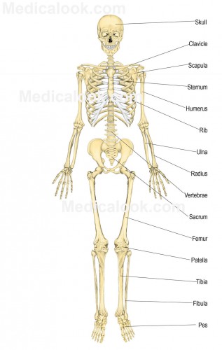 skeletal system quiz - ModernHeal.com