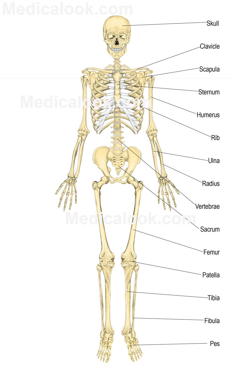 Skeletal System Quiz ModernHeal Skeletal System Quiz ModernHeal