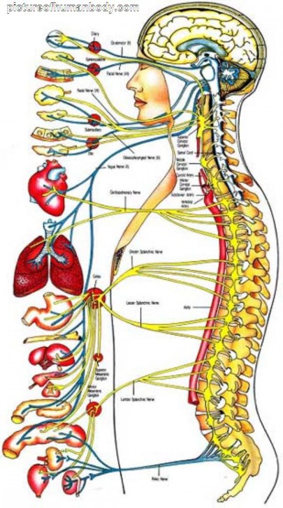 the human body atlas - ModernHeal.com