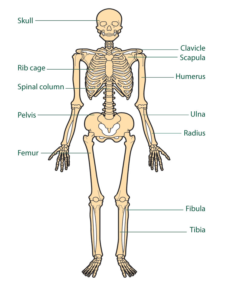 The Human Body Labeled Diagram ModernHeal