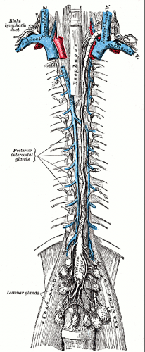 thoracic duct - ModernHeal.com