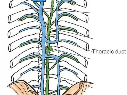 thoracic duct histology - ModernHeal.com