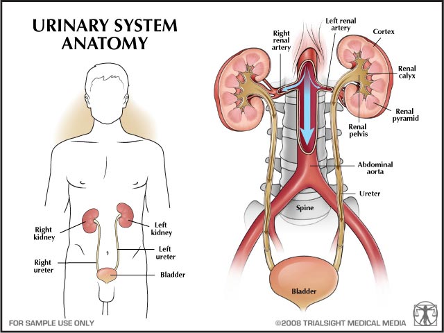urinary system animation - ModernHeal.com urinary system animation - ModernHeal.com