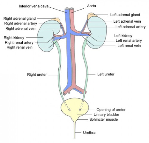 urinary system for kids - ModernHeal.com