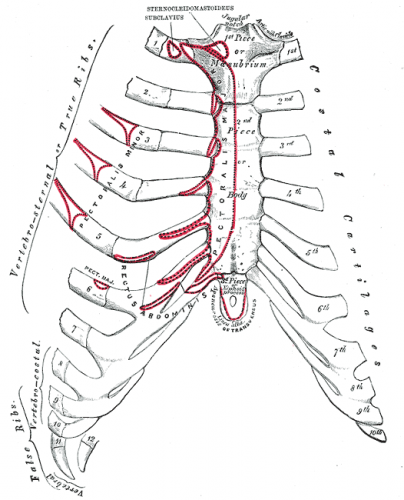 xiphoid process abnormalities - ModernHeal.com