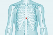 xiphoid process after pregnancy - ModernHeal.com