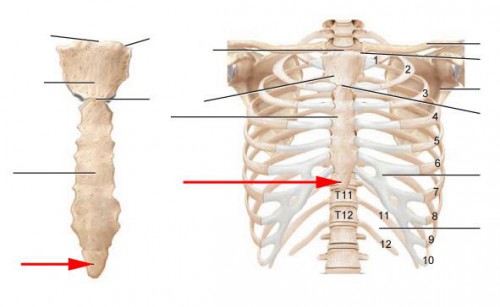 xiphoid process and cpr - ModernHeal.com