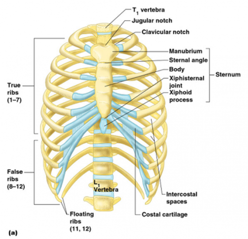 xiphoid process axial or appendicular - ModernHeal.com xiphoid process axial or appendicular - ModernHeal.com