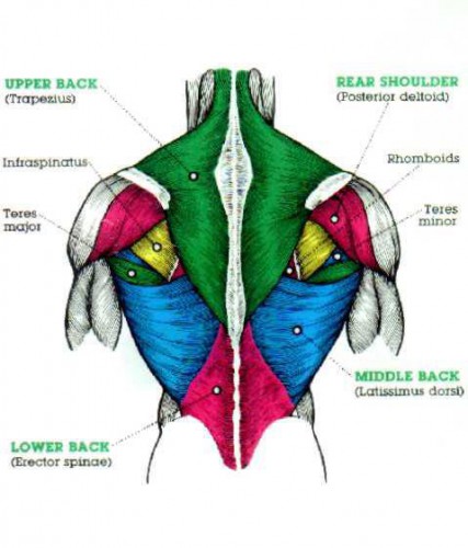 back muscles boxing - ModernHeal.com