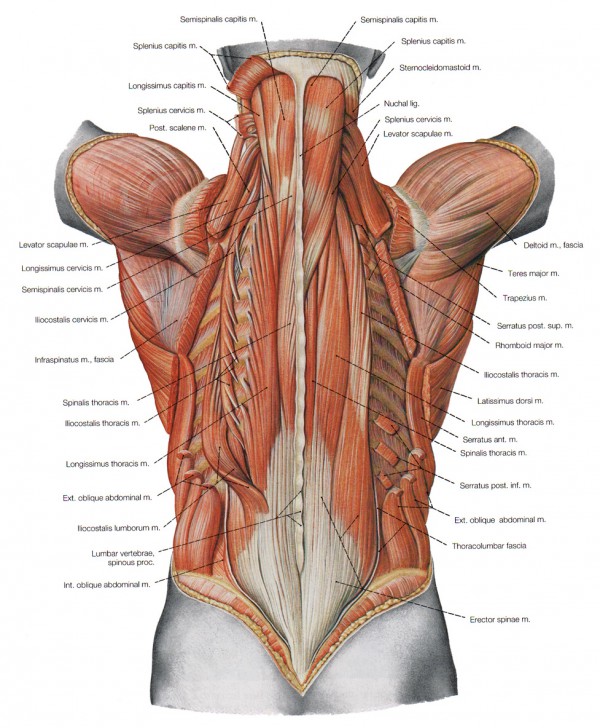 Back Muscles Diagram