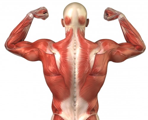back muscles flex - ModernHeal.com