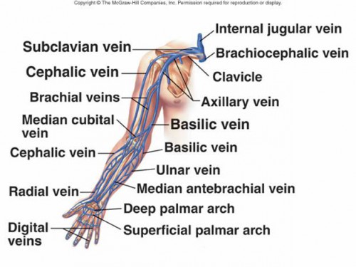 cephalic vein and basilic vein - ModernHeal.com