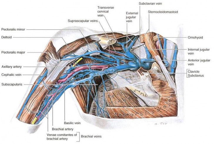 cephalic vein antecubital fossa - ModernHeal.com