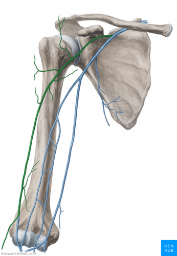 cephalic vein function - ModernHeal.com