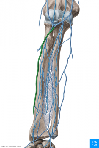 cephalic vein location - ModernHeal.com