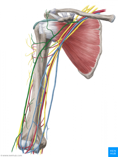 cephalic vein transposition - ModernHeal.com
