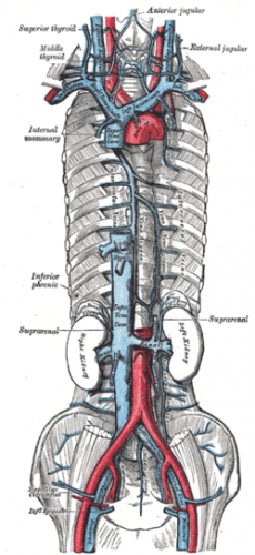 inferior vena cava function - ModernHeal.com