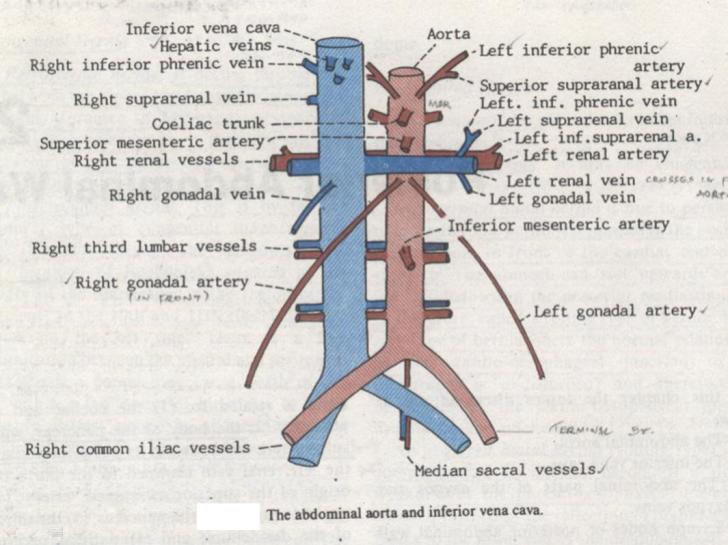 inferior vena cava liver - ModernHeal.com