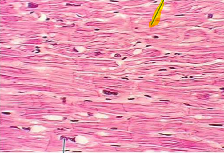 intercalated discs serve to transfer - ModernHeal.com