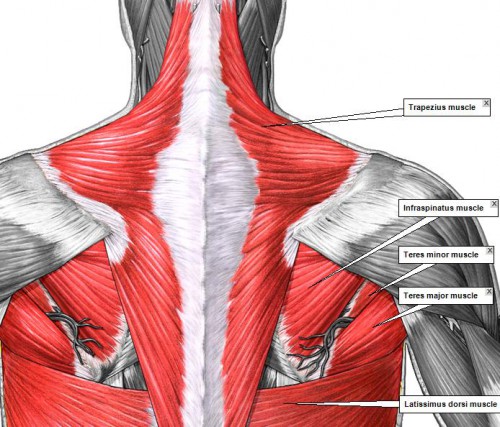 what are your back muscles called - ModernHeal.com